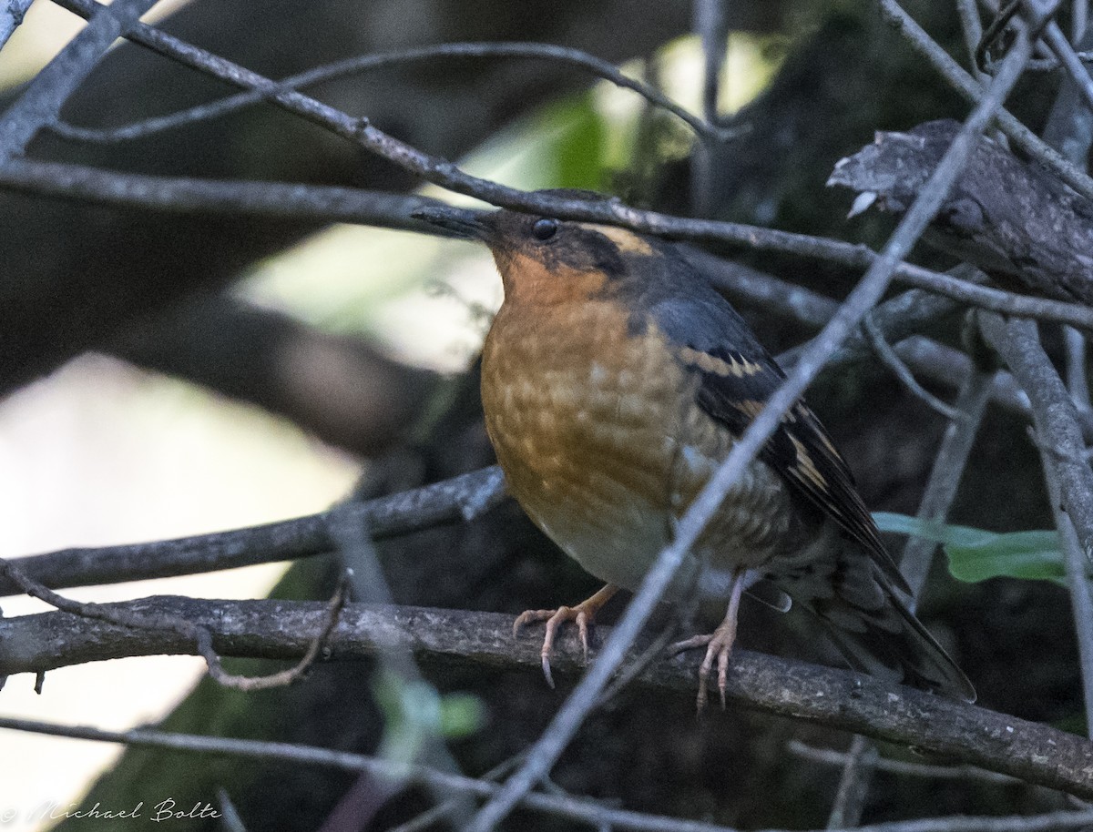 eBird Checklist - 20 Mar 2021 - Henry Cowell Redwoods SP--River Trail ...