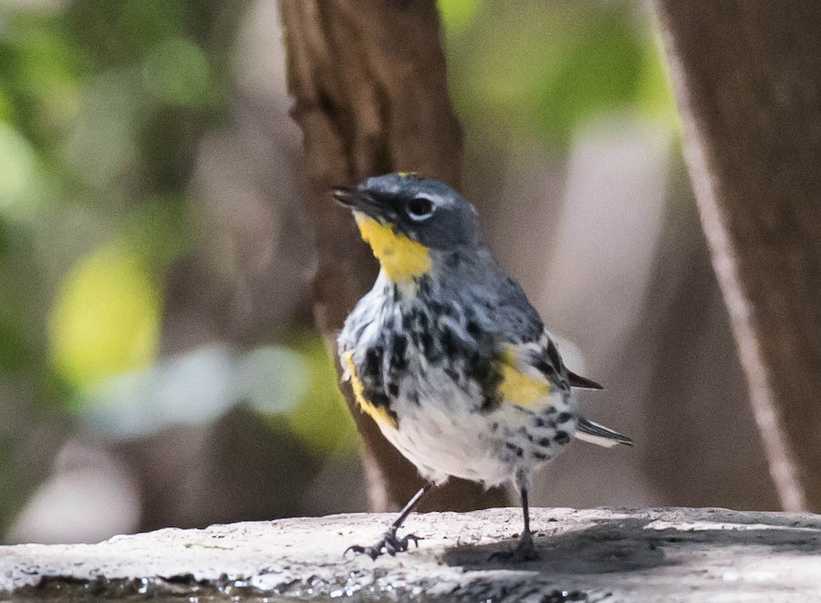 Yellow-rumped Warbler (West Mexico) - eBird