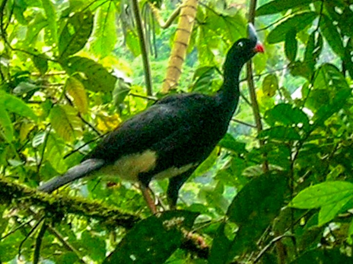 Horned Curassow - eBird