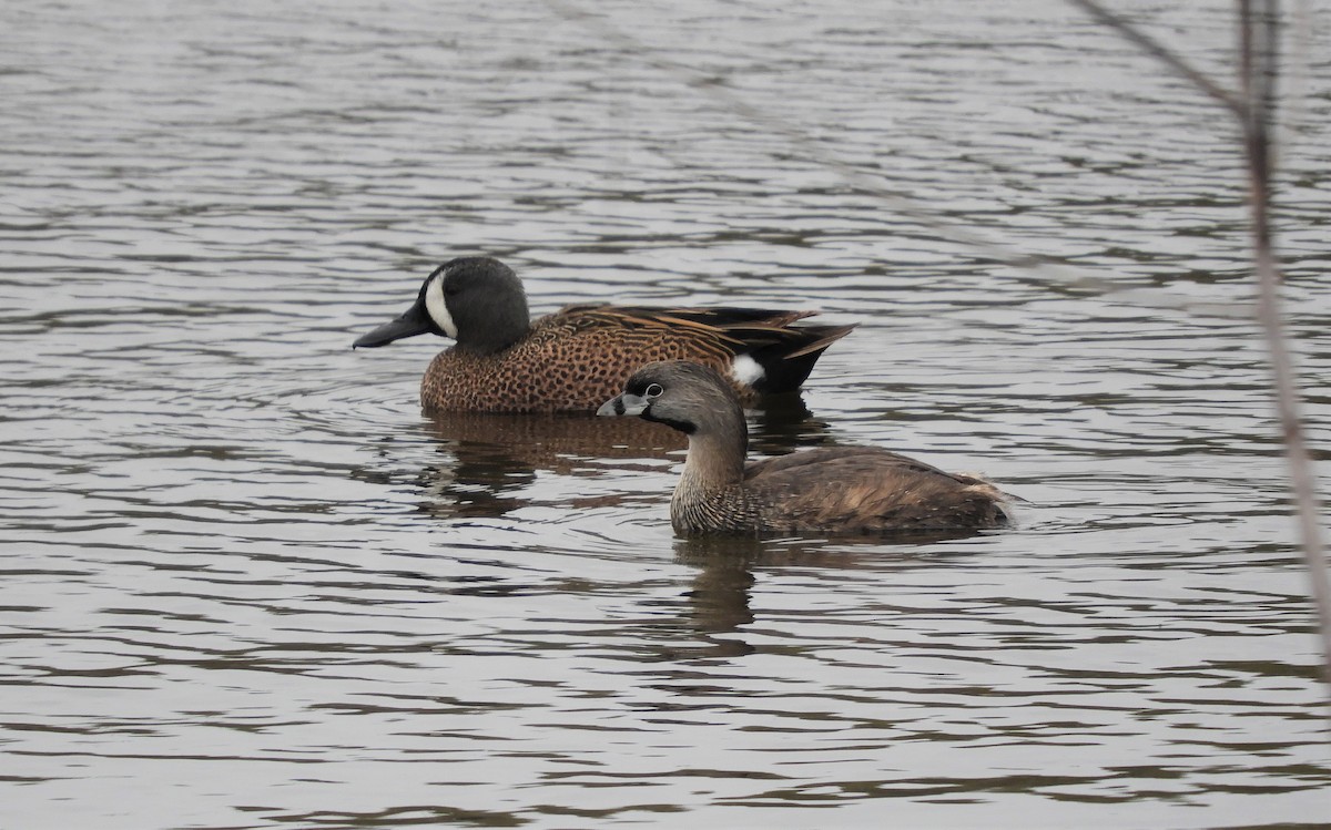 ML320100761 - Pied-billed Grebe - Macaulay Library