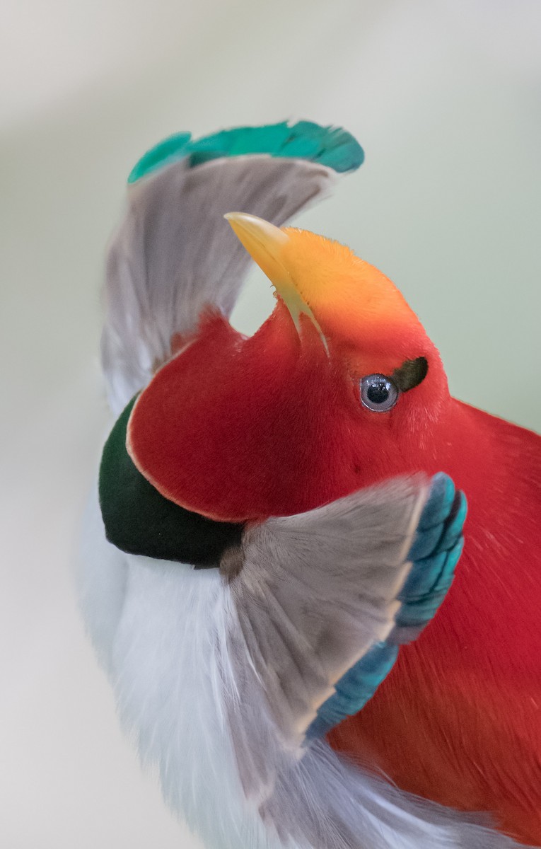 ML320245371 - King Bird-of-Paradise - Macaulay Library