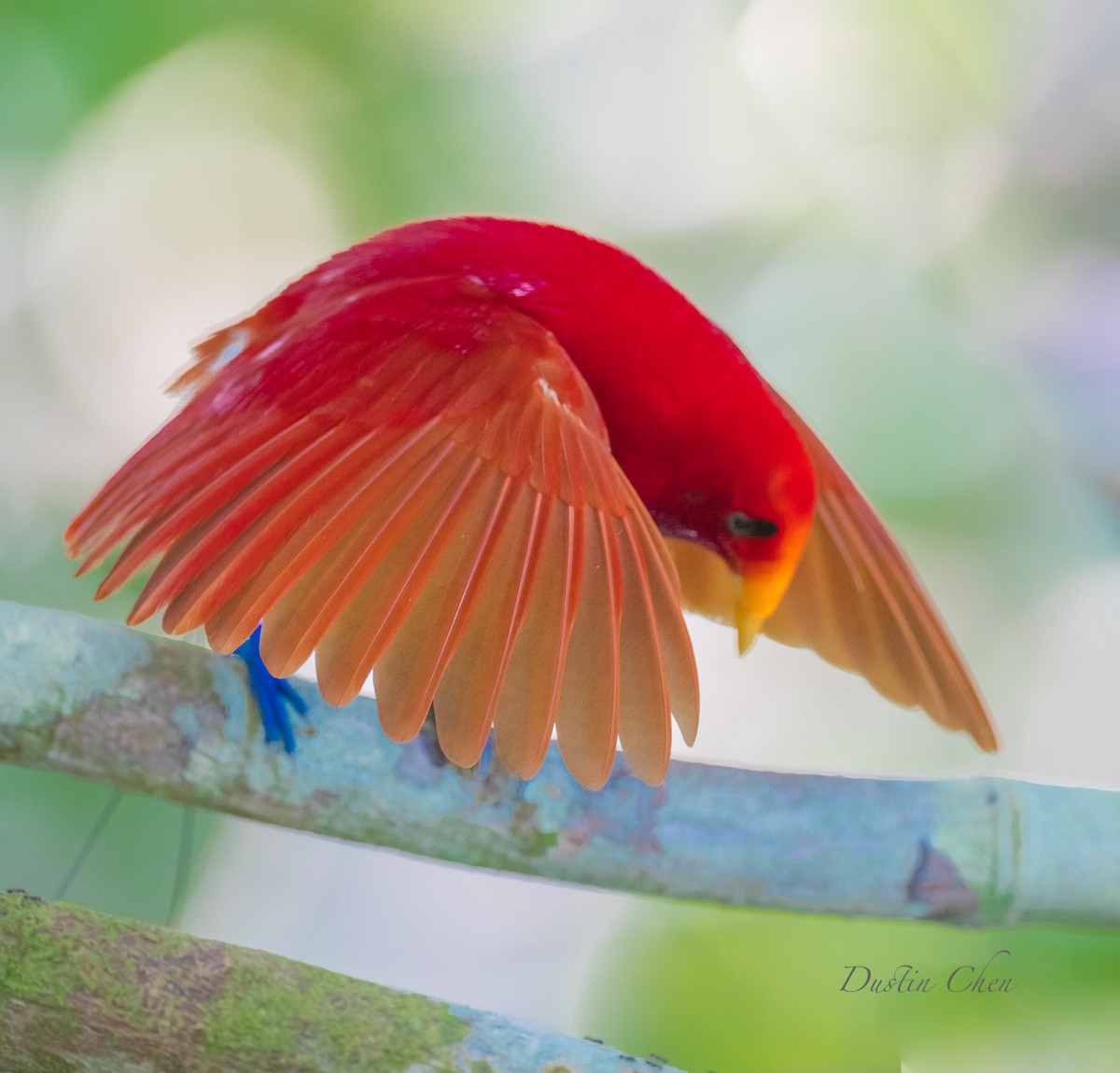 ML320245401 - King Bird-of-Paradise - Macaulay Library