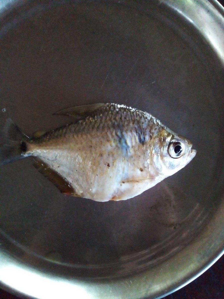 ML320388471 - Fish sp. - Macaulay Library