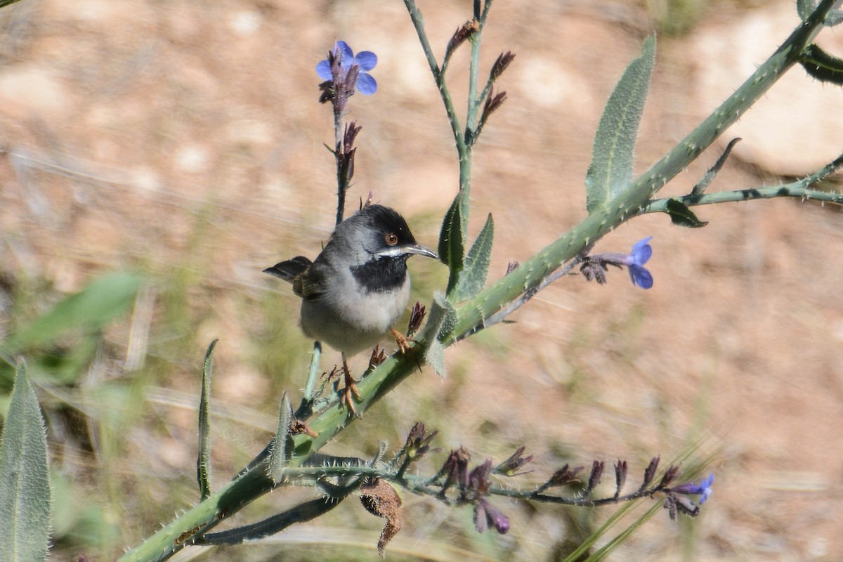 Israel Breeding Bird Atlas Checklist - 27 Mar 2021 - Mt. Amasa (Tel ...