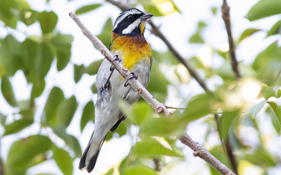 Western Spindalis (Bahamas Black-backed) - eBird