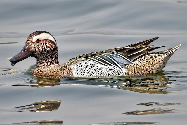 What's On in April - eBird India