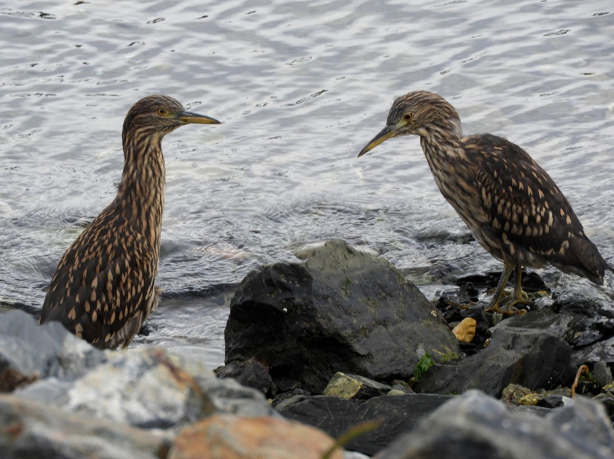 Buscar multimedia Macaulay Library y eBird