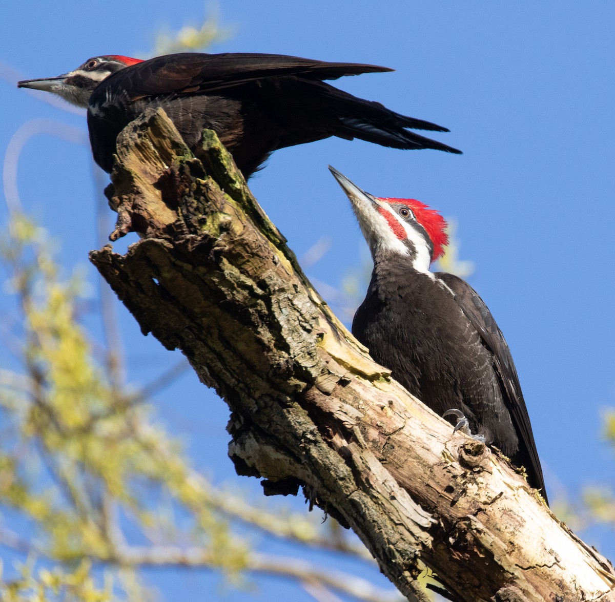 ML321595401 - Pileated Woodpecker - Macaulay Library