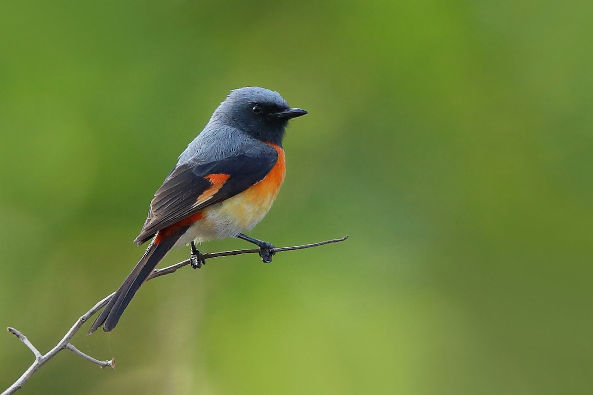 ML322435401 - Small Minivet - Macaulay Library