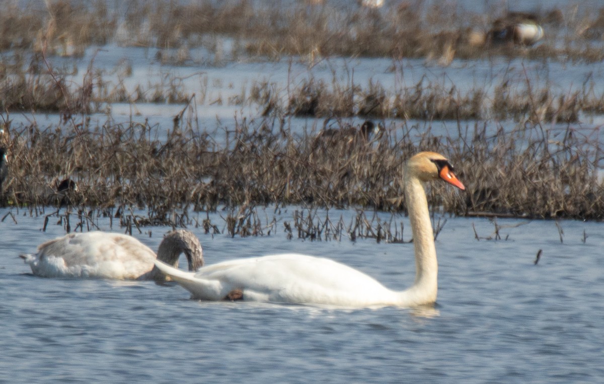 eBird Checklist - 3 Apr 2021 - Cone Marsh WMA - 41 species (+1 other taxa)