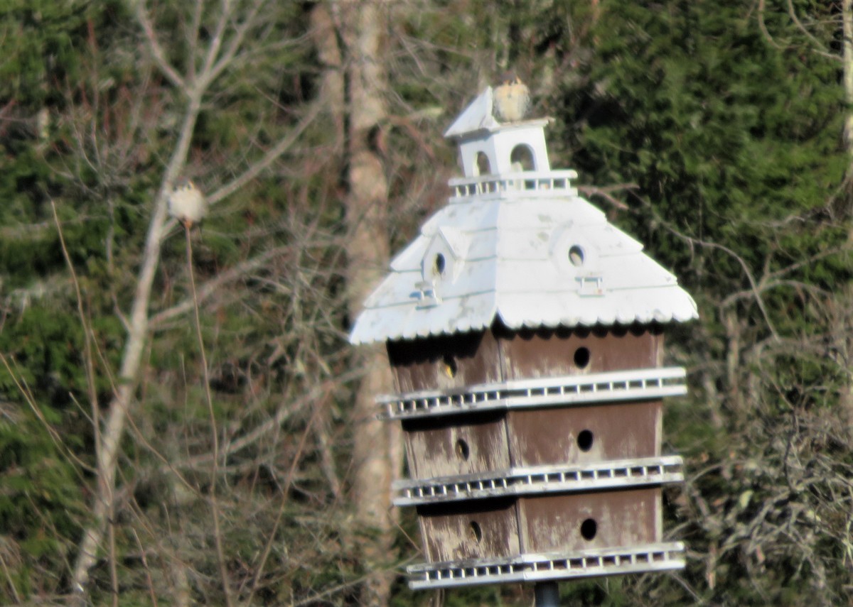 eBird Checklist - 3 Apr 2021 - Unity Pond - 5 species