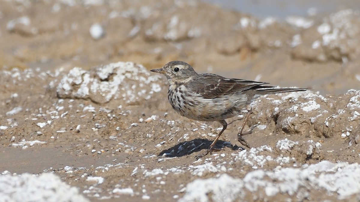 eBird Checklist - 29 Mar 2021 - Mogan Gölü--Genel Alan - 41 species