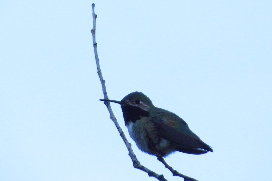 Stern- x Breitschwanzelfe (Hybrid) - eBird