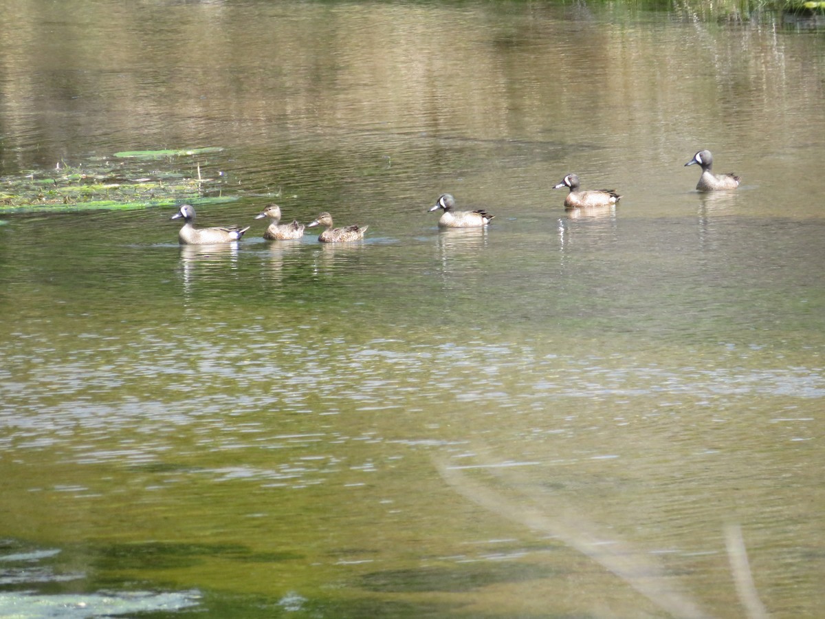 eBird Checklist - 6 Apr 2021 - Kerr WMA - 12 species