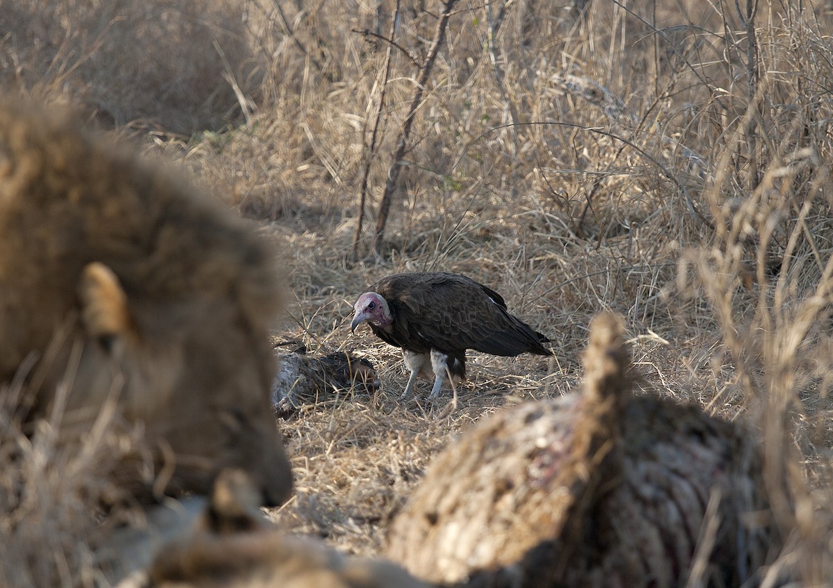eBird Checklist - 19 Sep 2010 - Djuma Game Reserve - 18 species