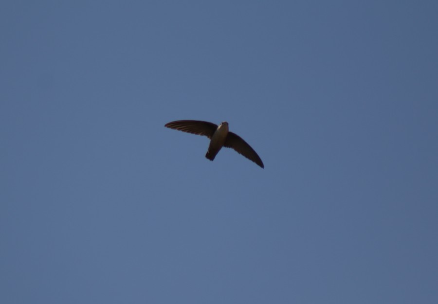 Vaux's Swift (Vaux's) - eBird