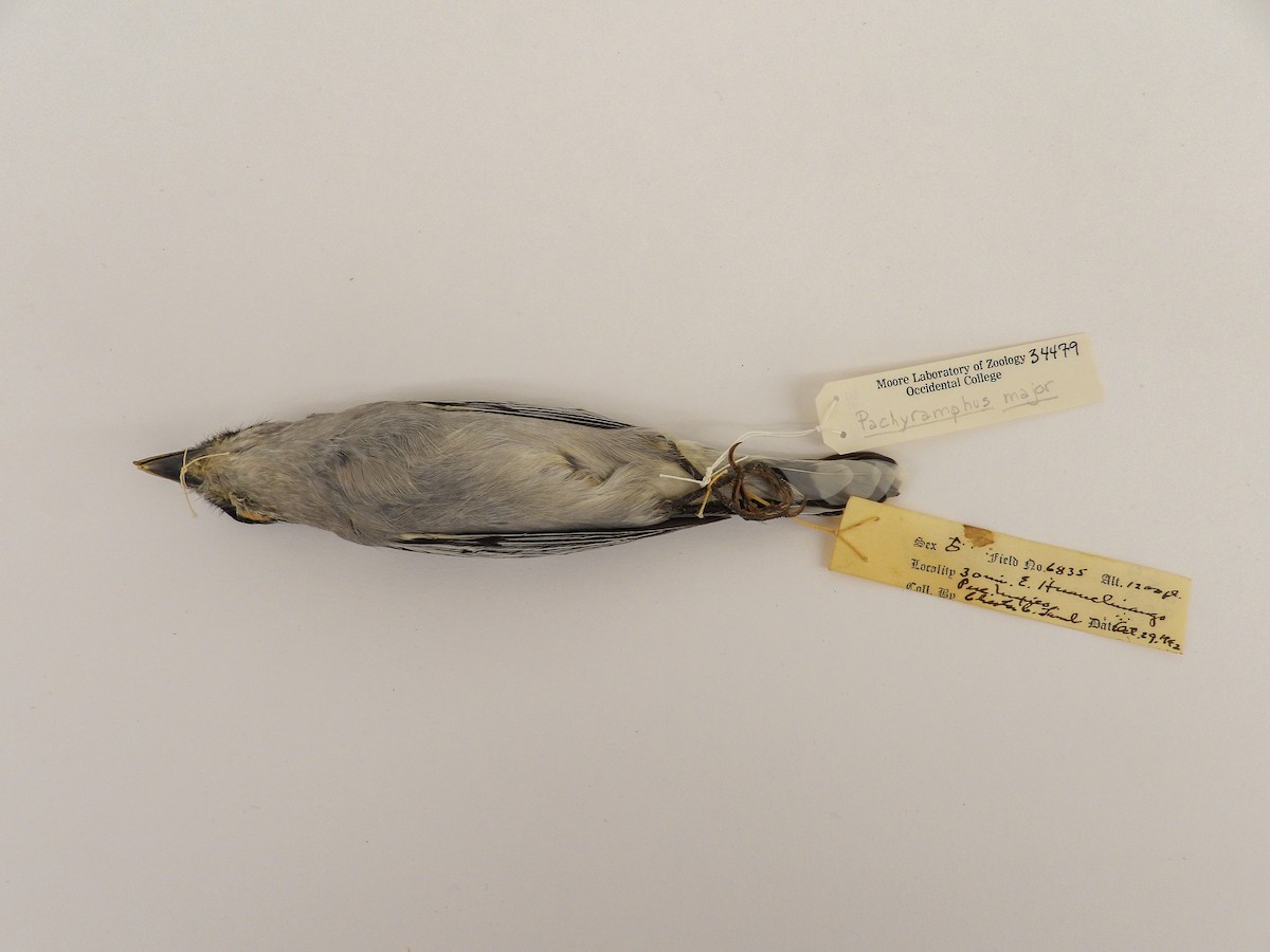 ML324493661 - Gray-collared Becard - Macaulay Library