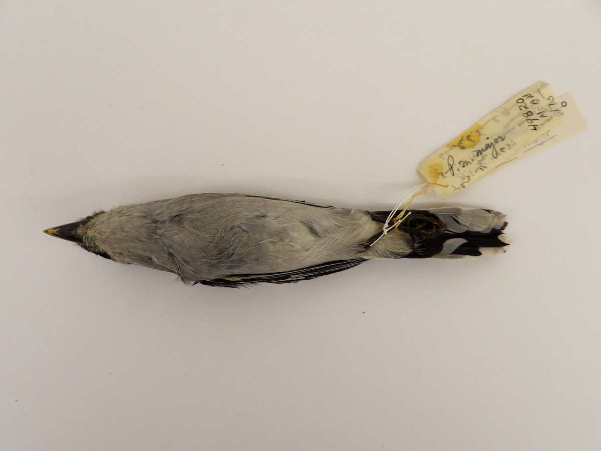 ML324496281 - Gray-collared Becard - Macaulay Library