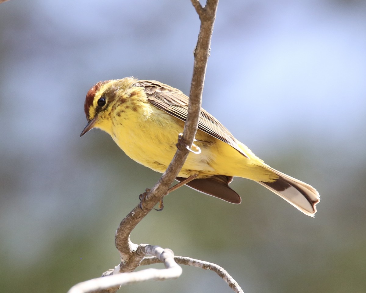 ML324880121 - Palm Warbler - Macaulay Library