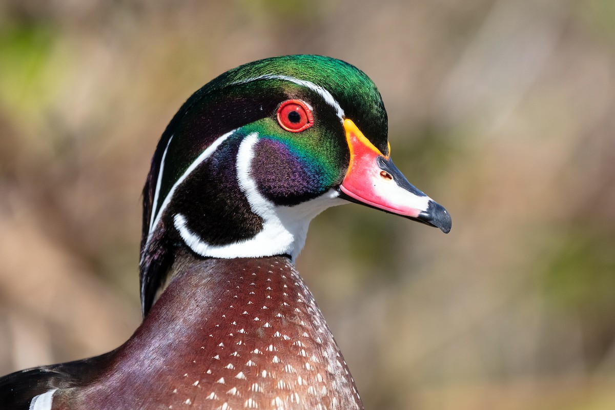ML324913651 - Wood Duck - Macaulay Library