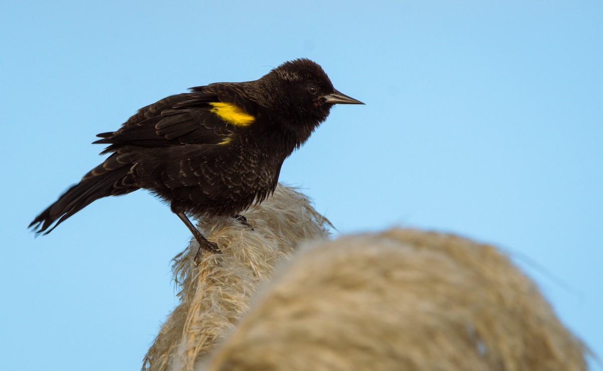 ML324980561 - Yellow-winged Blackbird - Macaulay Library