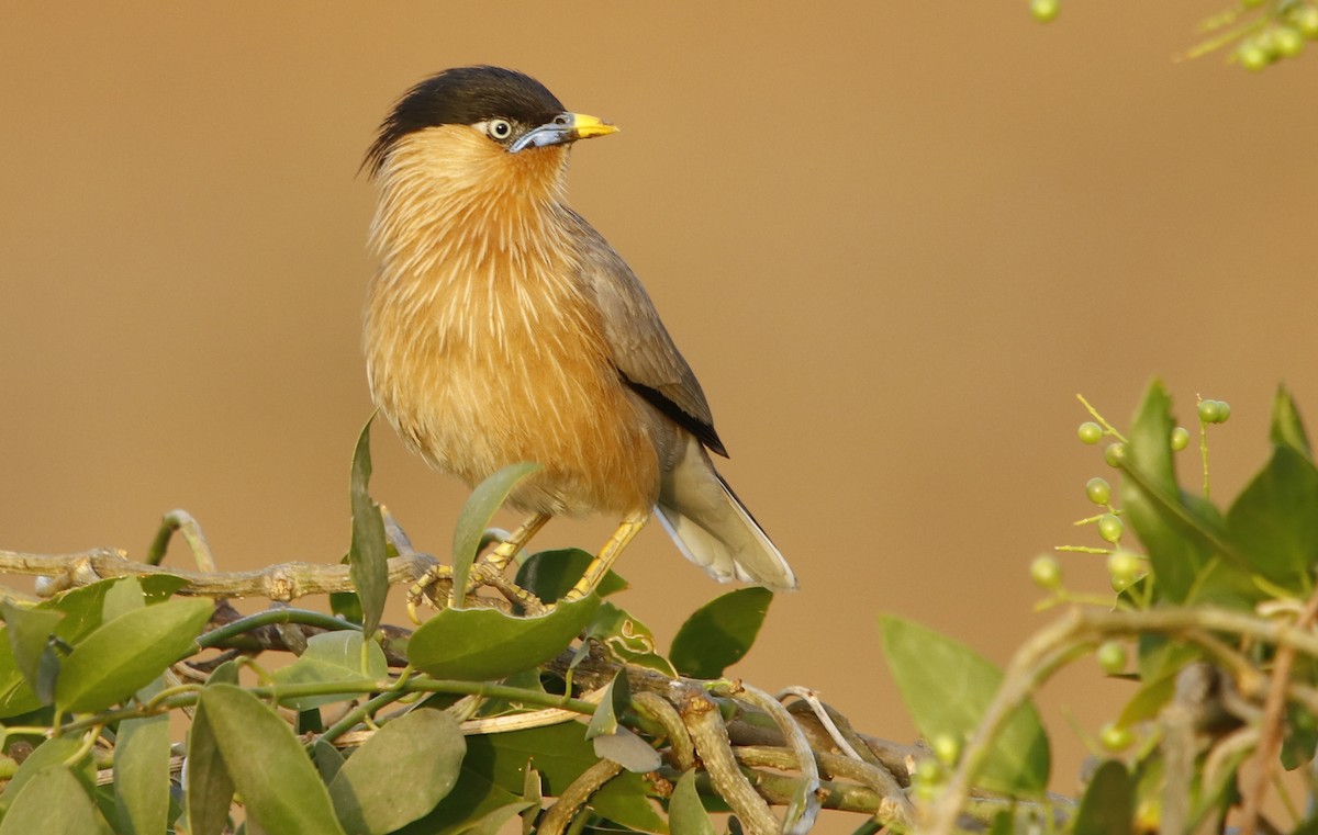 ML325050681 - Brahminy Starling - Macaulay Library