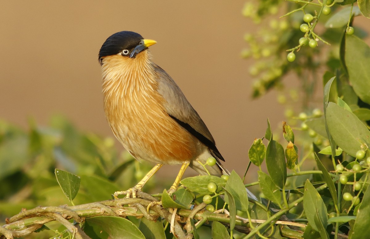 ML325050691 - Brahminy Starling - Macaulay Library