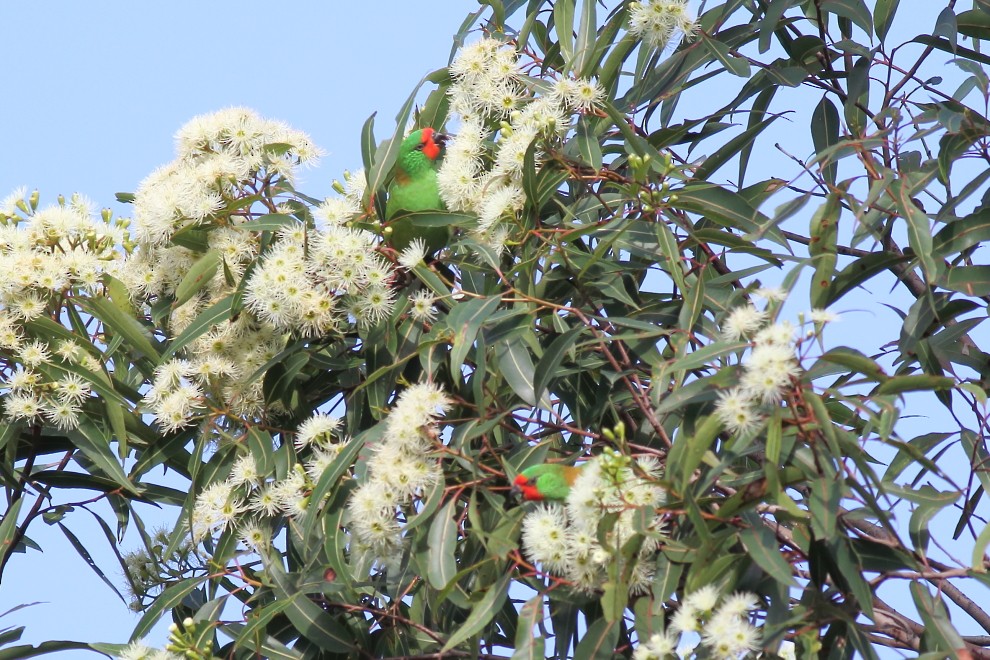 eBird Checklist - 26 Feb 2021 - Flat Rock Dam (West Nowra) - 41 species