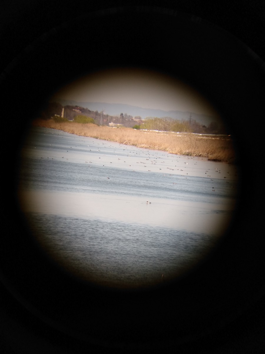 eBird Checklist - 11 Apr 2021 - Mandrensko Lake--Dam Wall Area - 65 ...