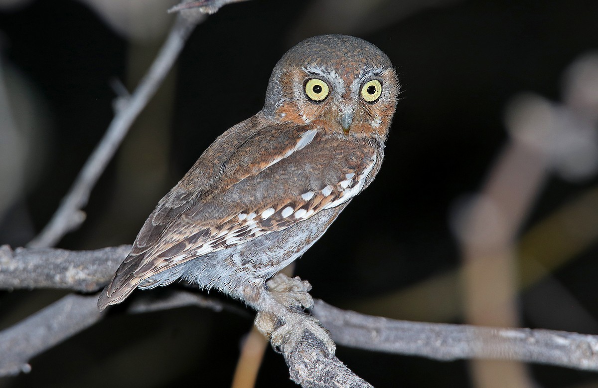 ML325516191 - Elf Owl - Macaulay Library