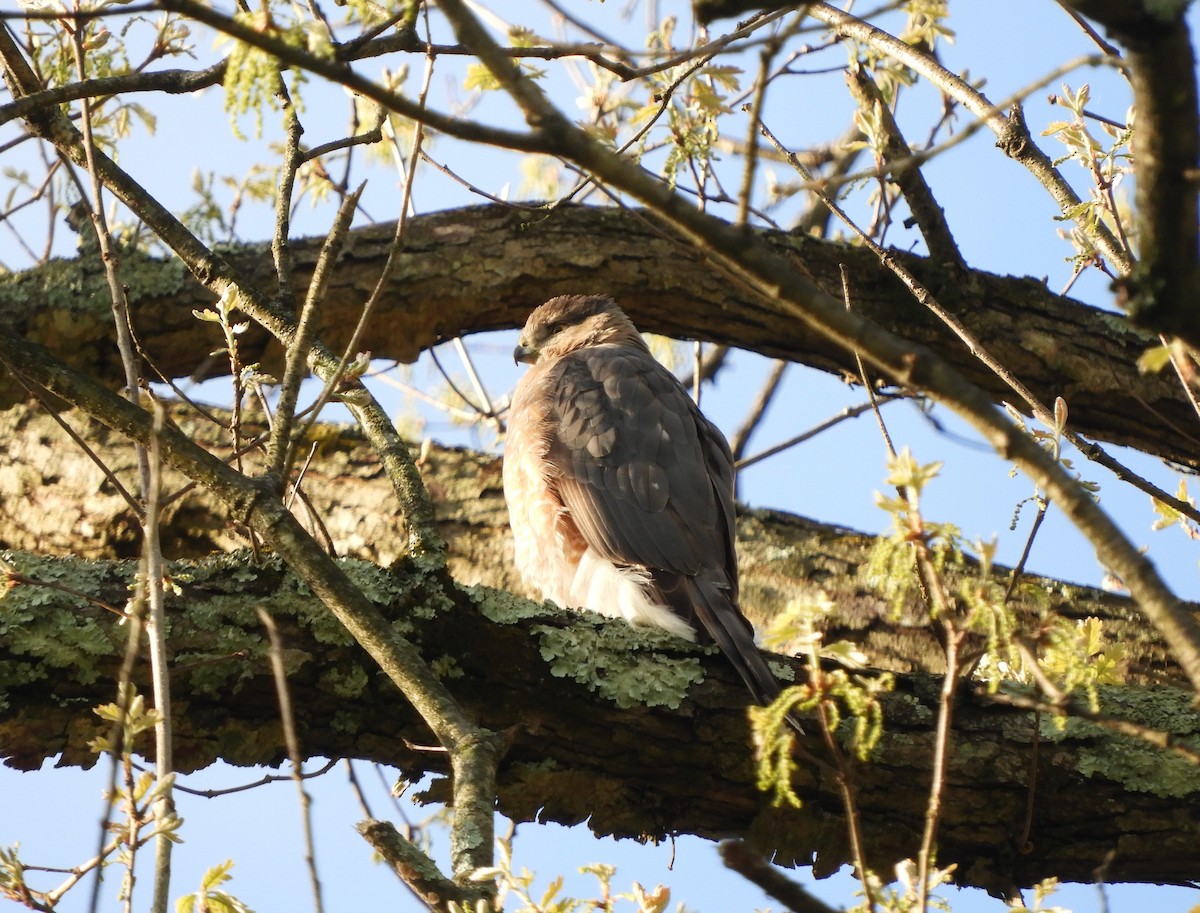 eBird Checklist - 12 Apr 2021 - Ashby Pond Conservancy Site - 18 species