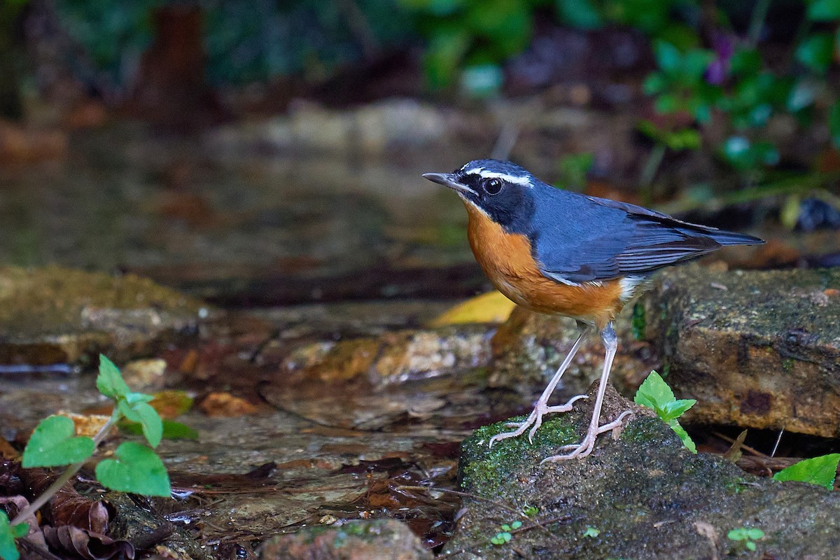 ML325828911 - Indian Blue Robin - Macaulay Library