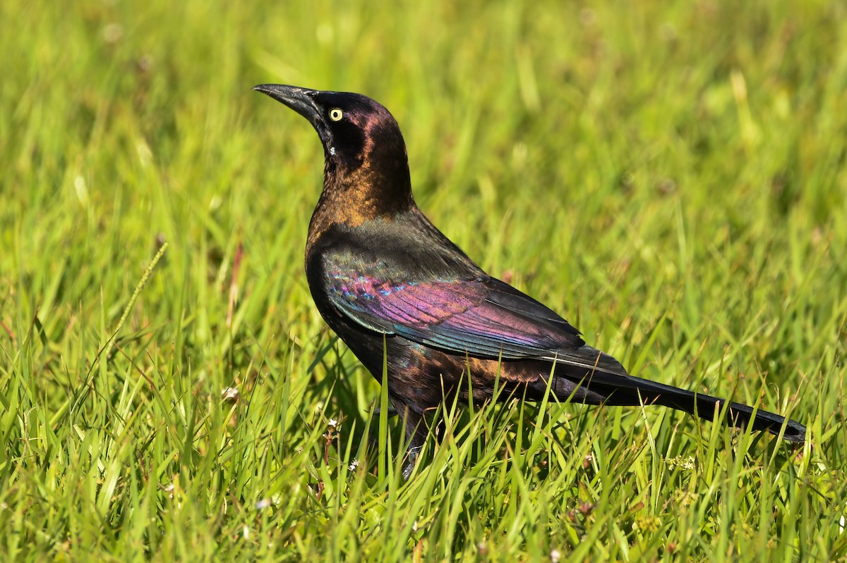 ML325936841 - Common Grackle (Florida) - Macaulay Library