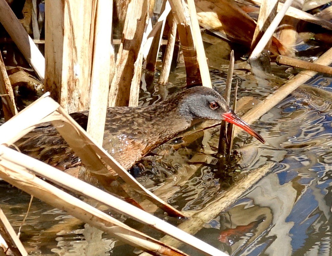 eBird Checklist - 14 Apr 2021 - Rio Fernando Wetlands (Fred Baca Park ...