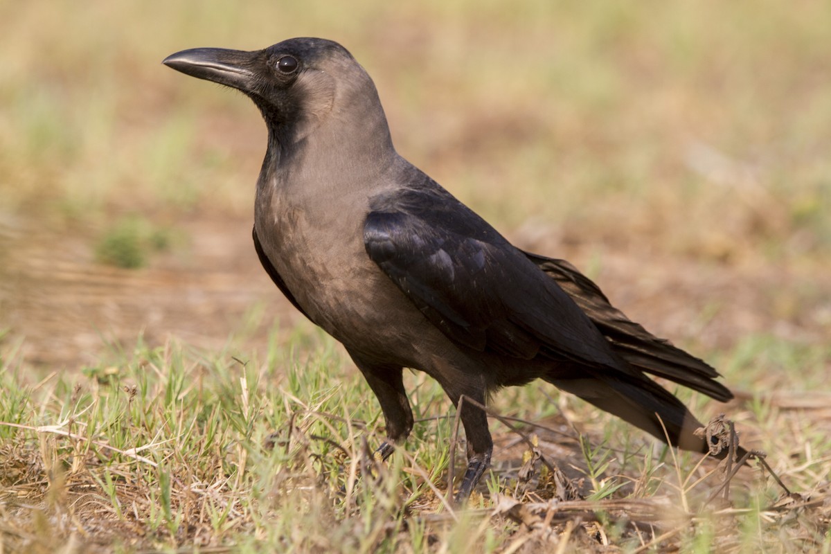 ML326489221 - House Crow - Macaulay Library