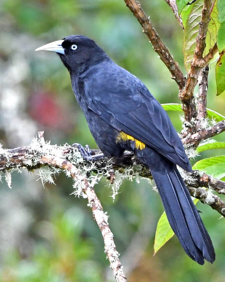 Mountain Cacique (Bolivian) - eBird