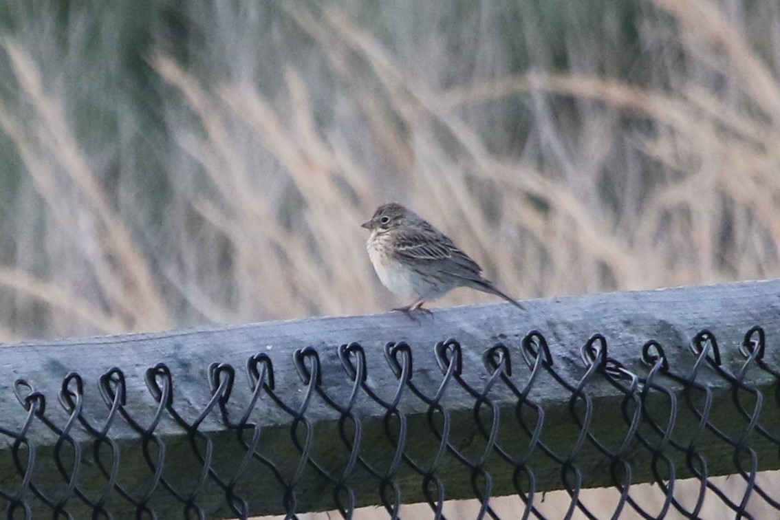 eBird Checklist - 16 Apr 2021 - Elk River Park - 16 species