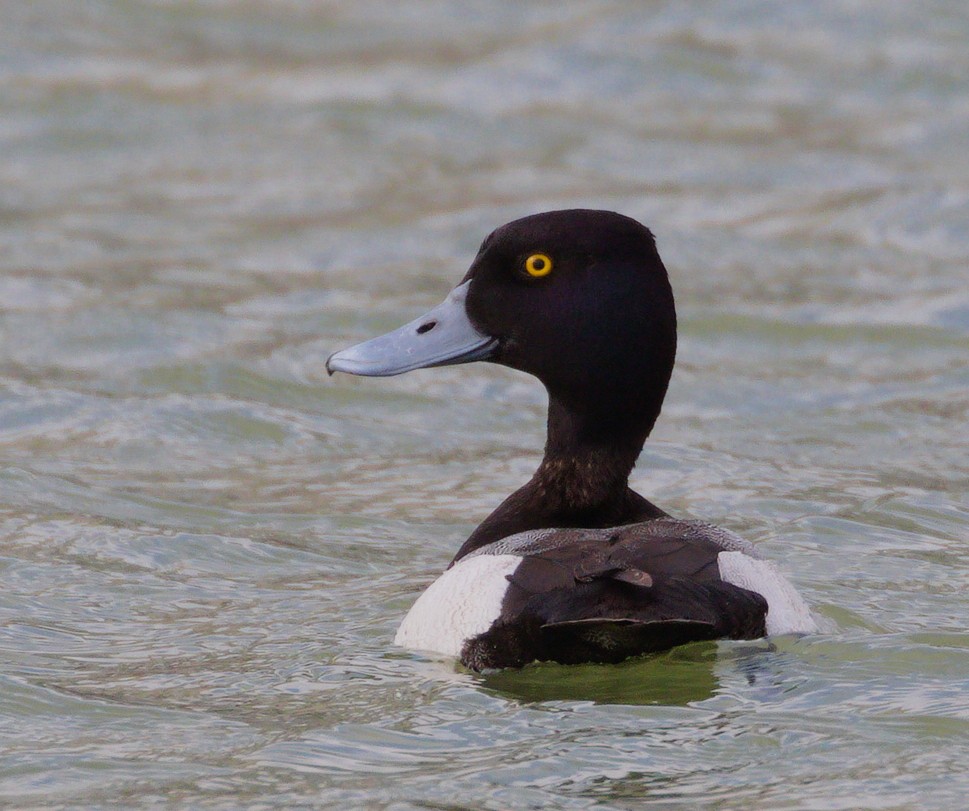 ML326969021 - Lesser Scaup - Macaulay Library