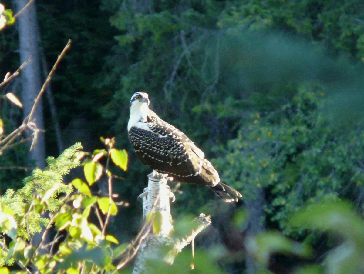 eBird Checklist - 15 Aug 2016 - Donald--Old Mill Site (Private Prop ...