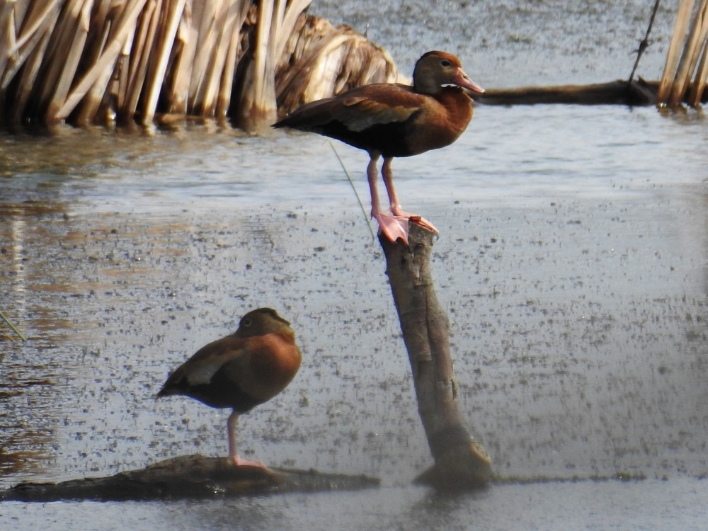 eBird Checklist - 17 Apr 2021 - Cienaga de Moturo - 47 species