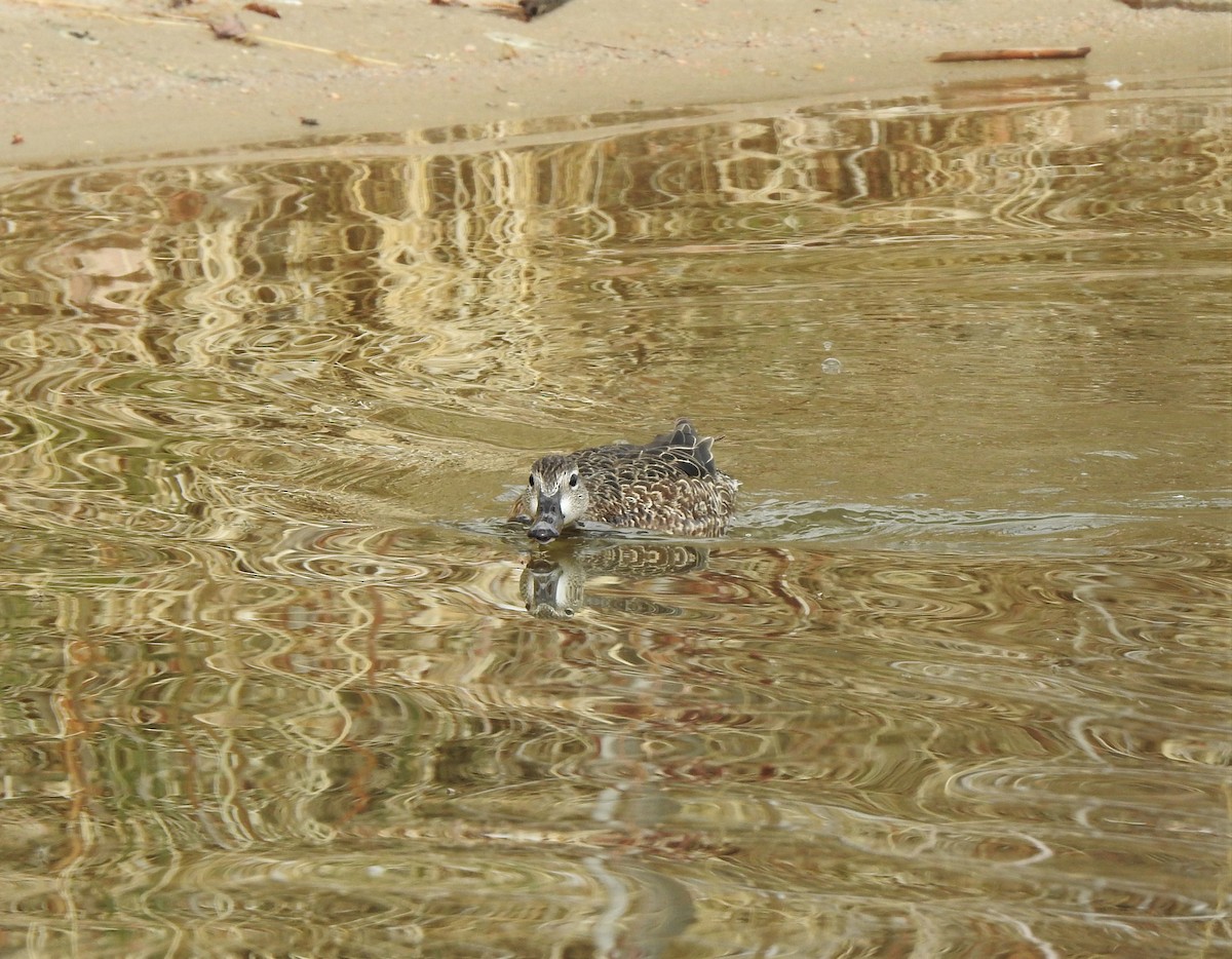 eBird Checklist - 20 Apr 2021 - Pikeview Reservoir - 44 species (+3 ...