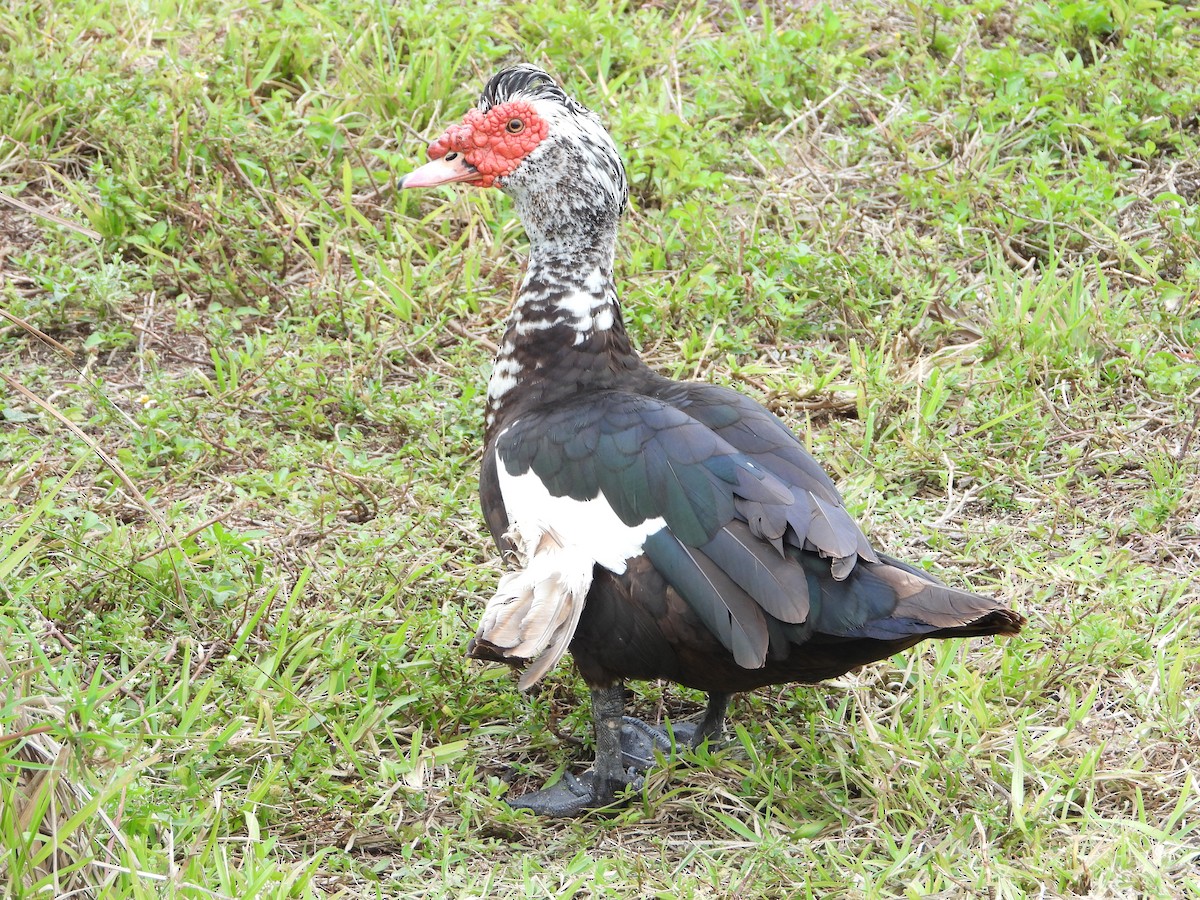 ML328433861 - Muscovy Duck (Domestic type) - Macaulay Library