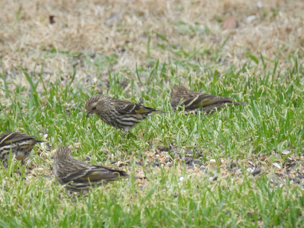 eBird Checklist - 31 Mar 2021 - Kelly's Bird Sanctuary @ Brazos River ...