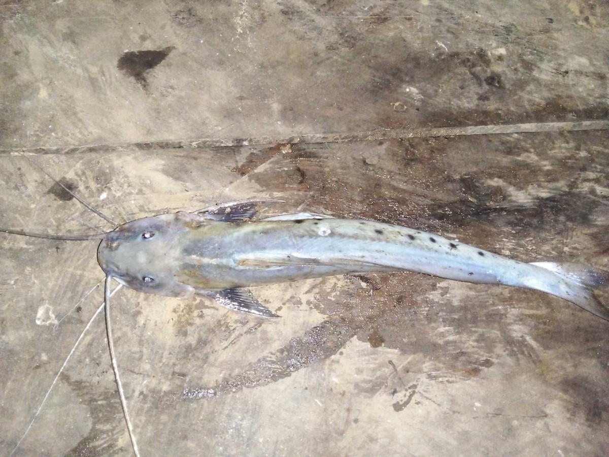 ML329877031 - Fish sp. - Macaulay Library