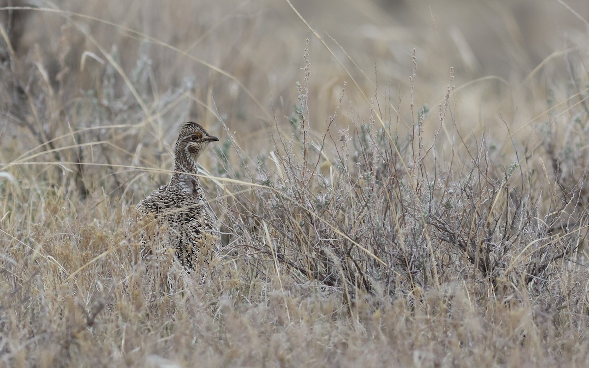 eBird Checklist - 24 Apr 2021 - 59538, Malta US-MT 47.82171, -108.13860 ...
