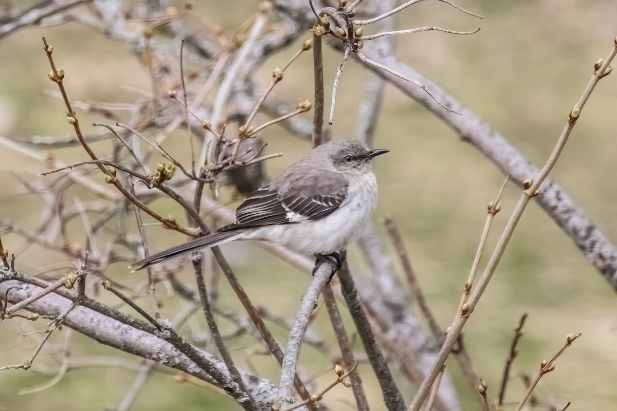 eBird Checklist - 25 Apr 2021 - Rocky Ridge Farm - 12 species
