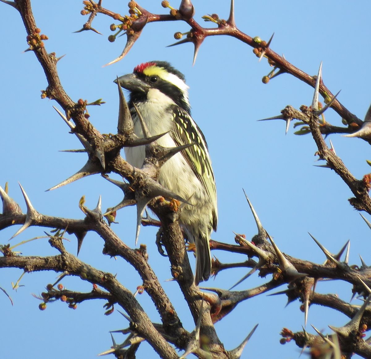 eBird Checklist - 20 Aug 2016 - Ramatlabama - 4 species