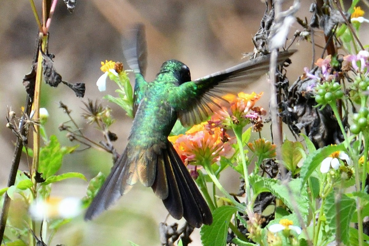eBird Checklist - 17 Apr 2021 - Abaco Neem farm - 13 species