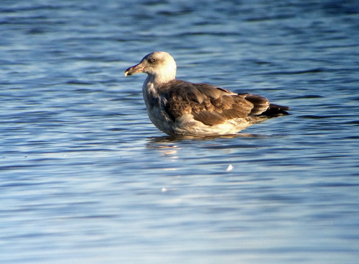 eBird Checklist - 21 Aug 2016 - Prewitt Reservoir SWA (Washington Co ...