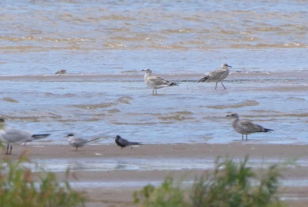 Wisconsin Breeding Bird Atlas Checklist - 16 Jul 2016 - Cat Island Wave ...